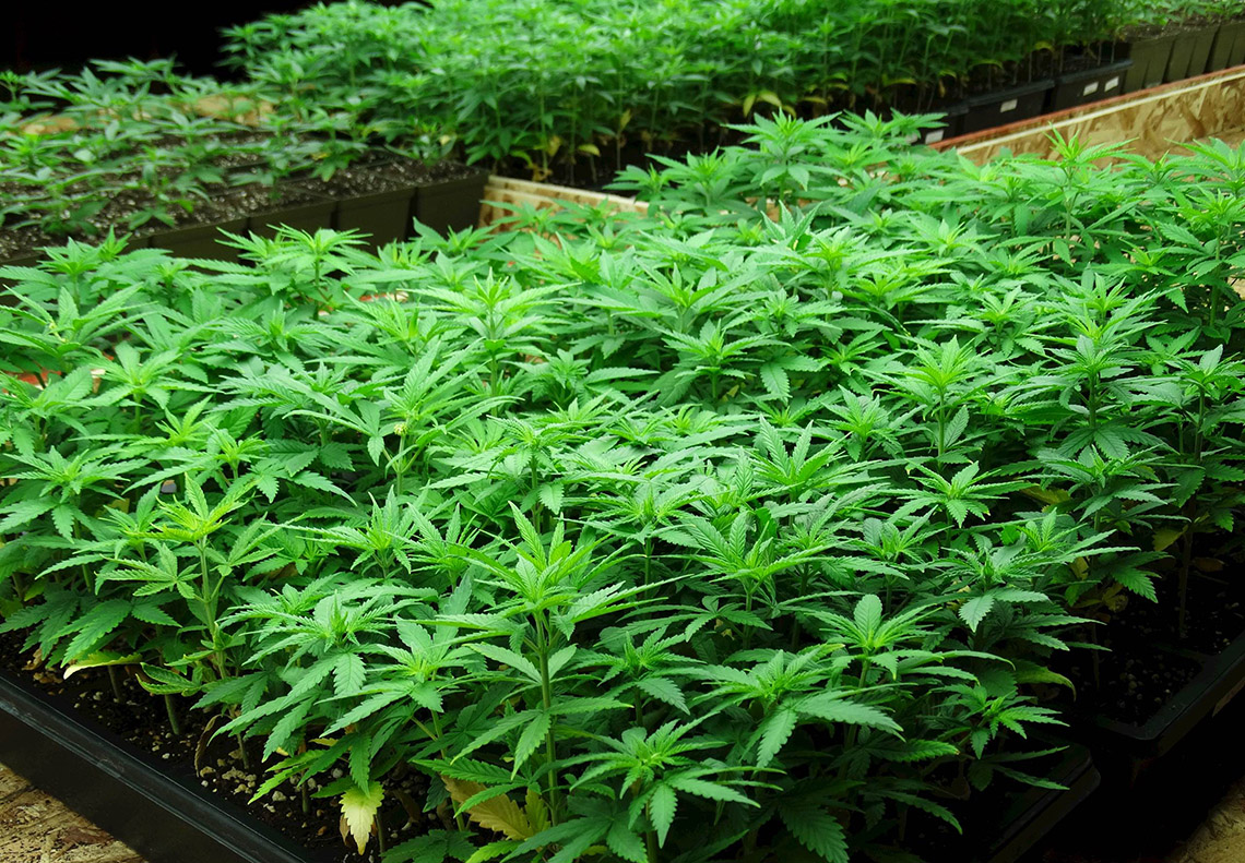 10 provisions in the latest Illinois cannabis omnibus bill | Capitol ...